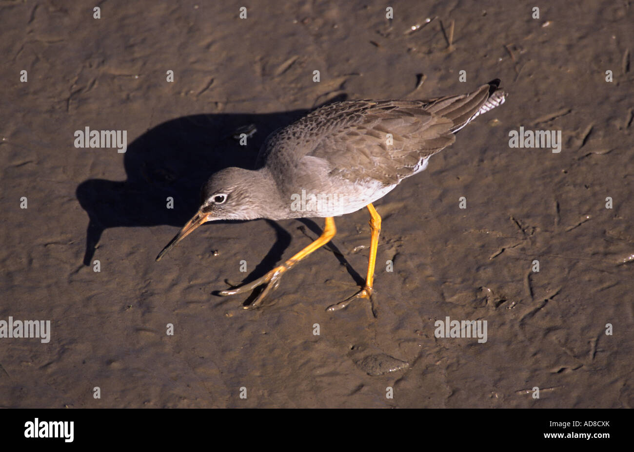 Wading red shank hi-res stock photography and images - Alamy