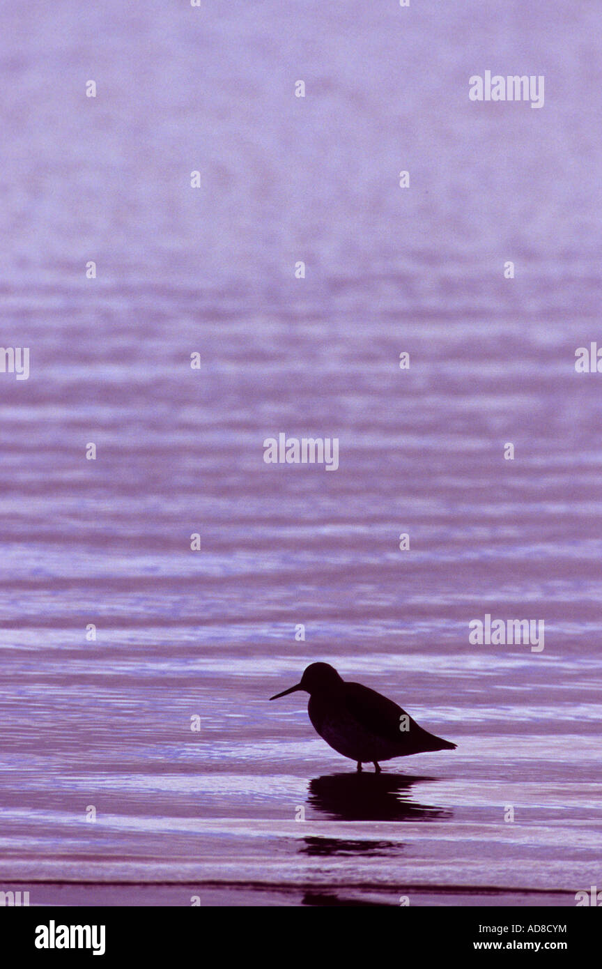Red shank bird hi-res stock photography and images - Alamy
