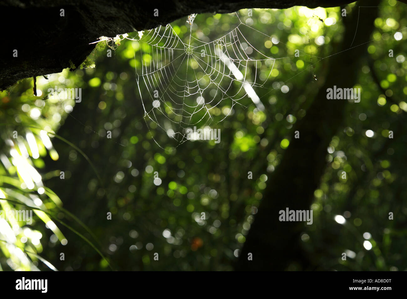 Spiders web in forest Stock Photo - Alamy