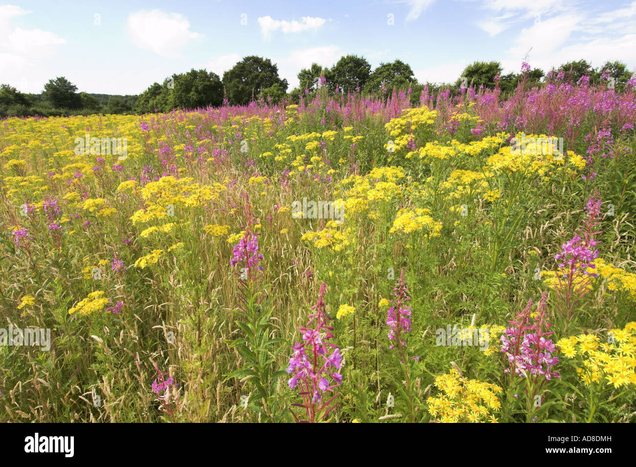 Common Ragwort senico jacobaea and Rosebay Willowherb epilobium ...