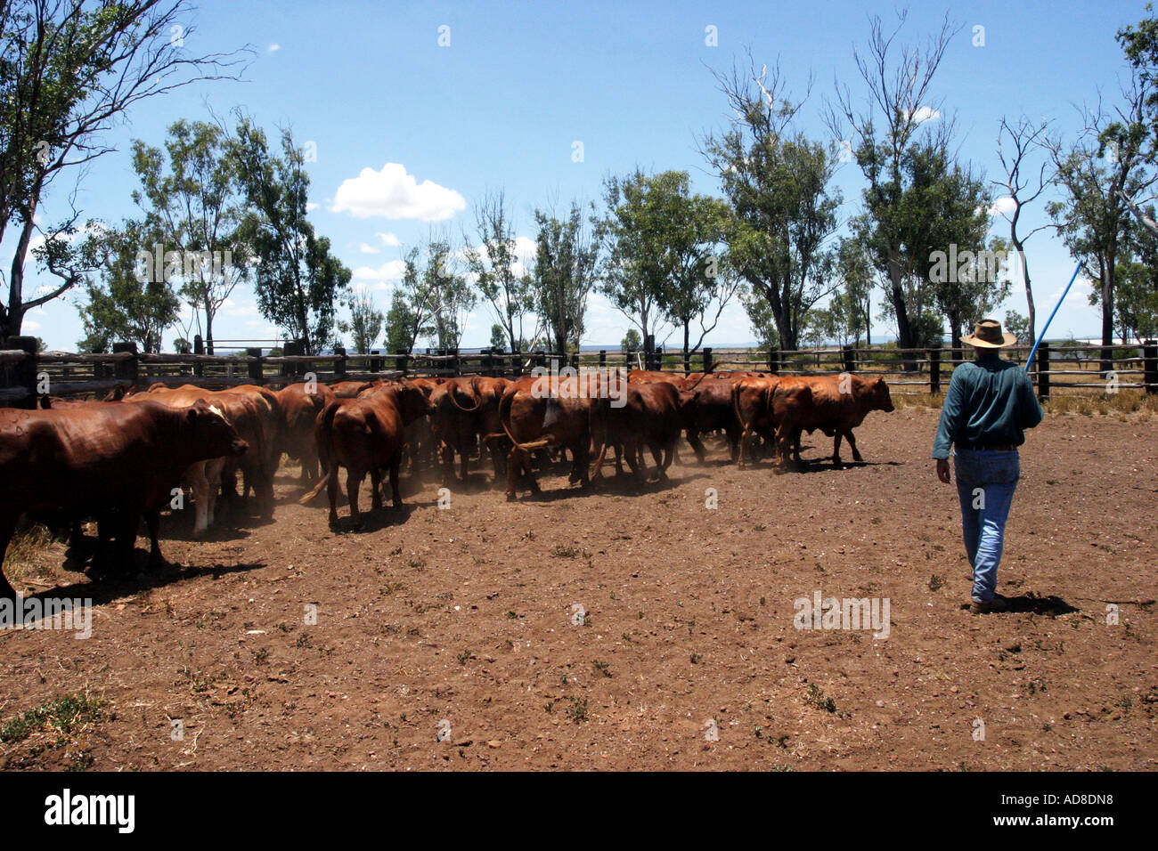 Cattle Muster High Resolution Stock Photography and Images - Alamy