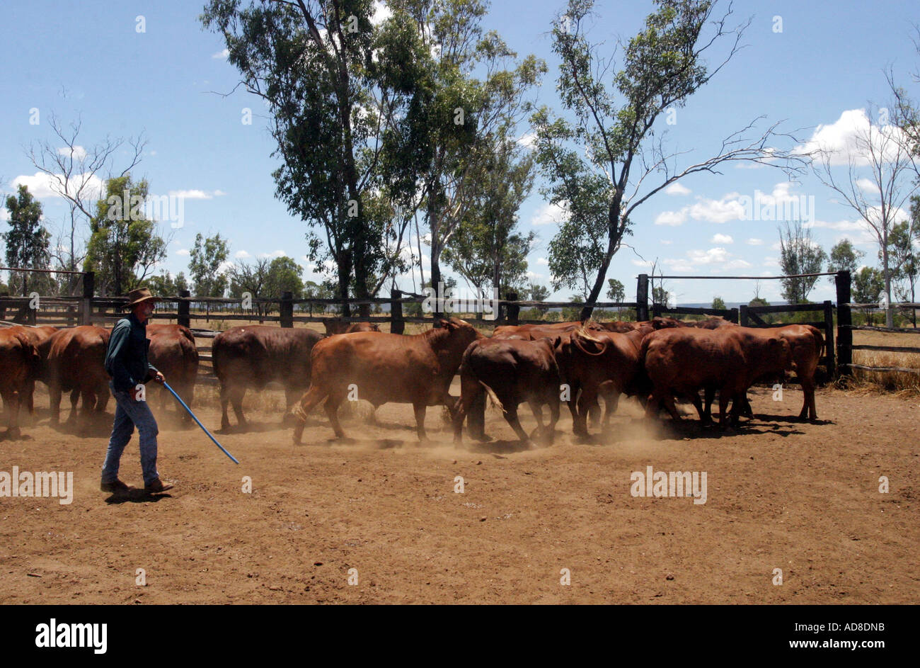 Beef cattle industry hi-res stock photography and images - Alamy