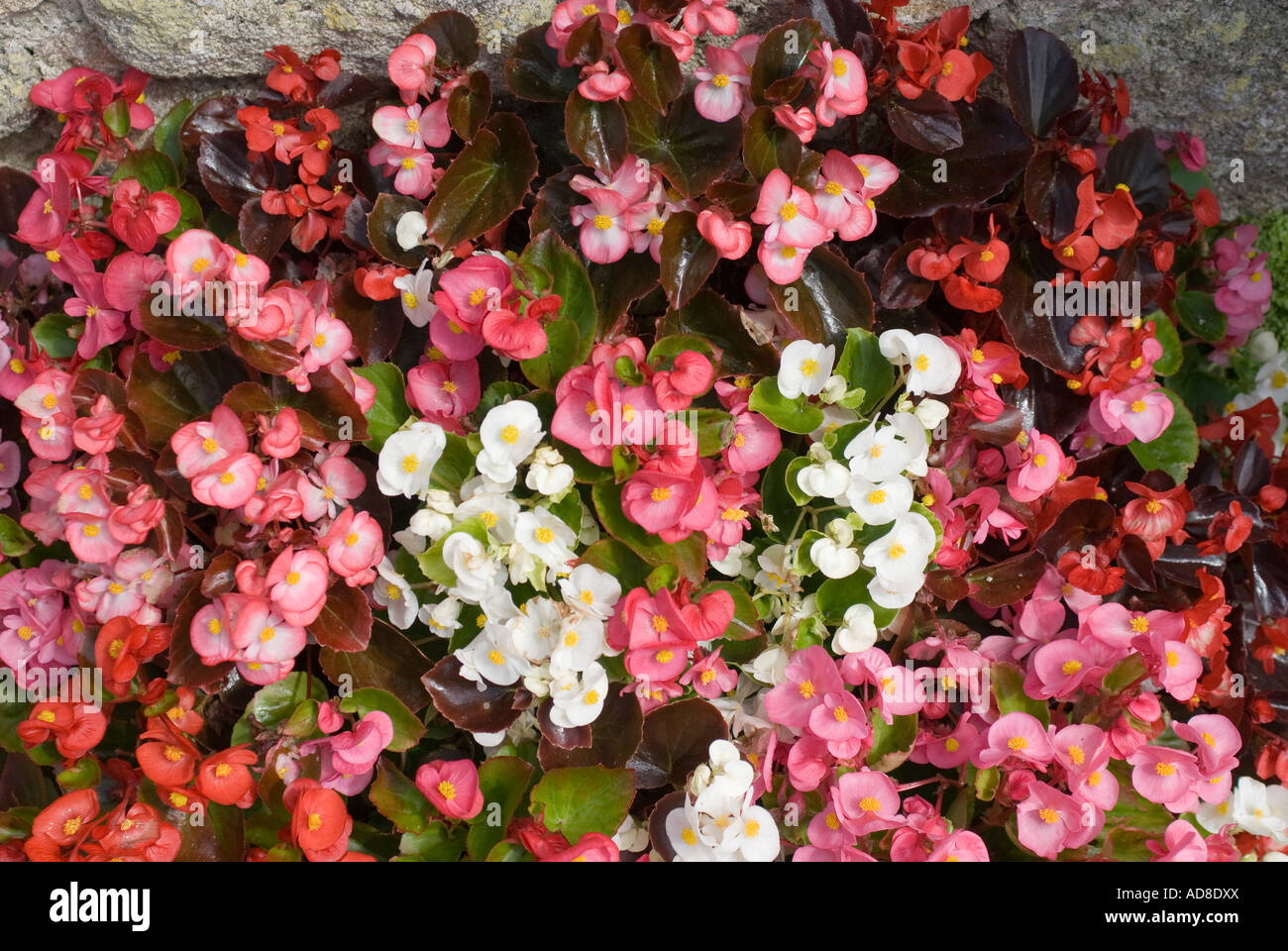 Cornwall colourful granite hi-res stock photography and images - Alamy