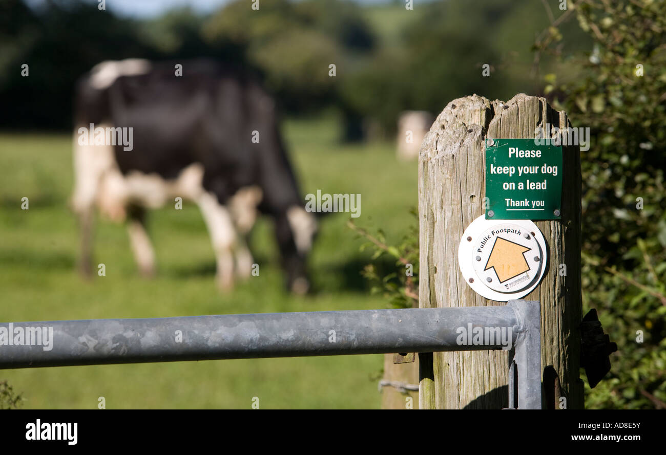 A public footpath sign on a gate post with cattle in the field behind ...