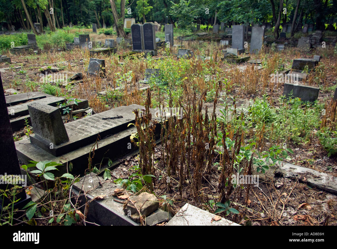 Randomly arranged tombstones in an open tall-weeded rectangular area ...