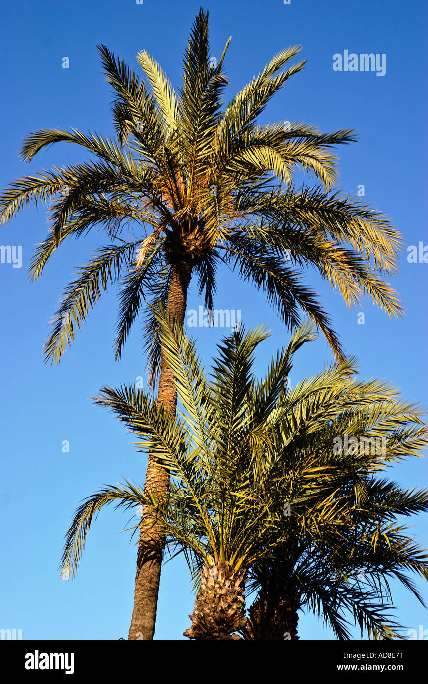 Date palms foliage-Phoenix dactylifera Stock Photo - Alamy
