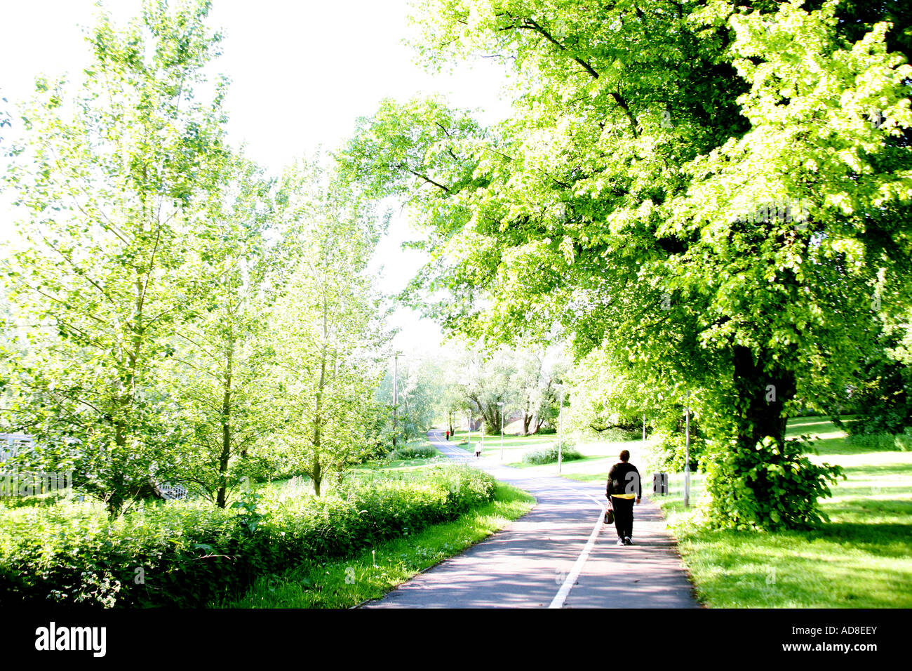walking walk way bridge walk way in the light of spring cycle path way ...