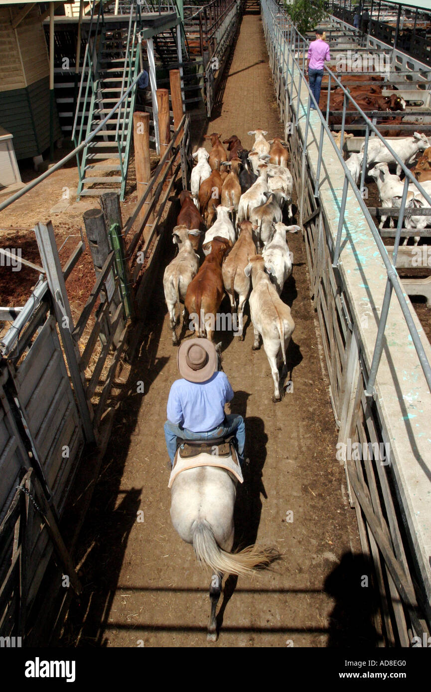 An Australian jackeroo in action at a cattle sale Stock Photo - Alamy