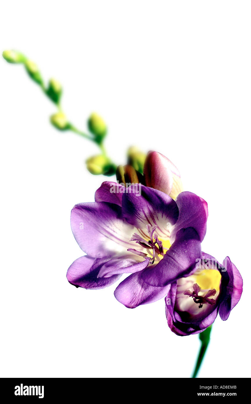 Freeschia hi-res stock photography and images - Alamy