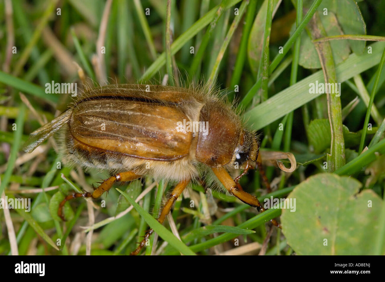 Summer chafer amphimallon solstitialis hi-res stock photography and ...