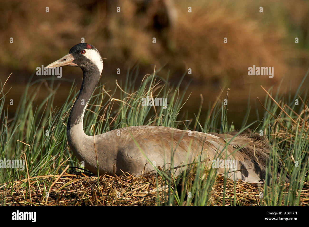 Common crane eggs hi-res stock photography and images - Alamy