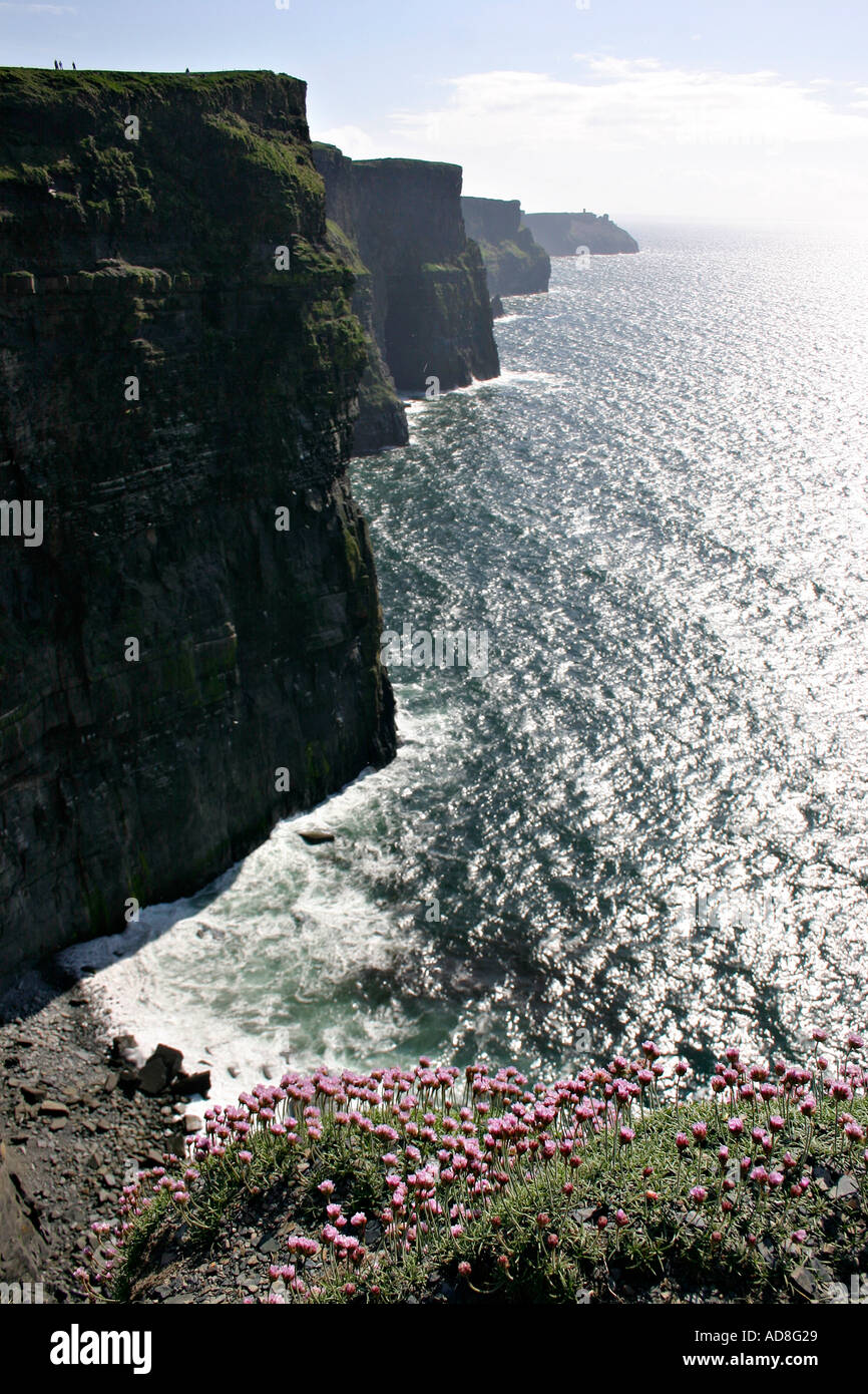 A view of the cliffs with a cluster of purple red flowers clinging to ...