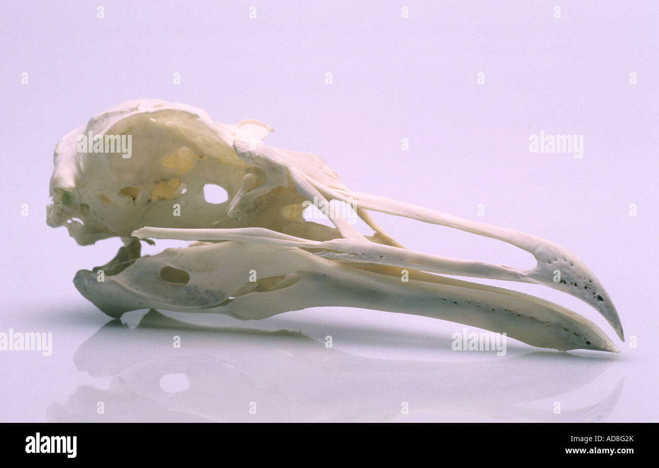 Herring gull skull (Larus argentatus Stock Photo - Alamy