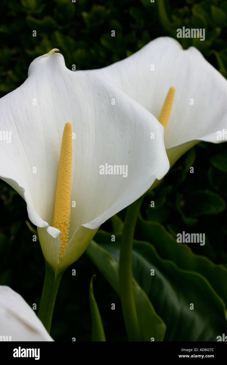 Two Calla Lilies in full bloom against a dark green foliage background ...