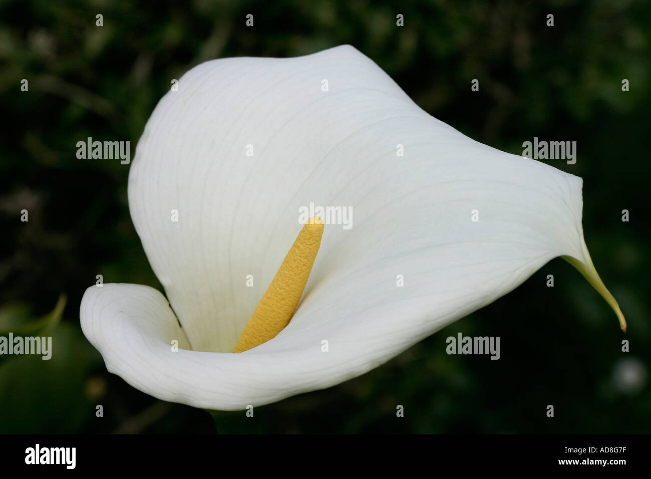 Lilium yellow county hi-res stock photography and images - Alamy