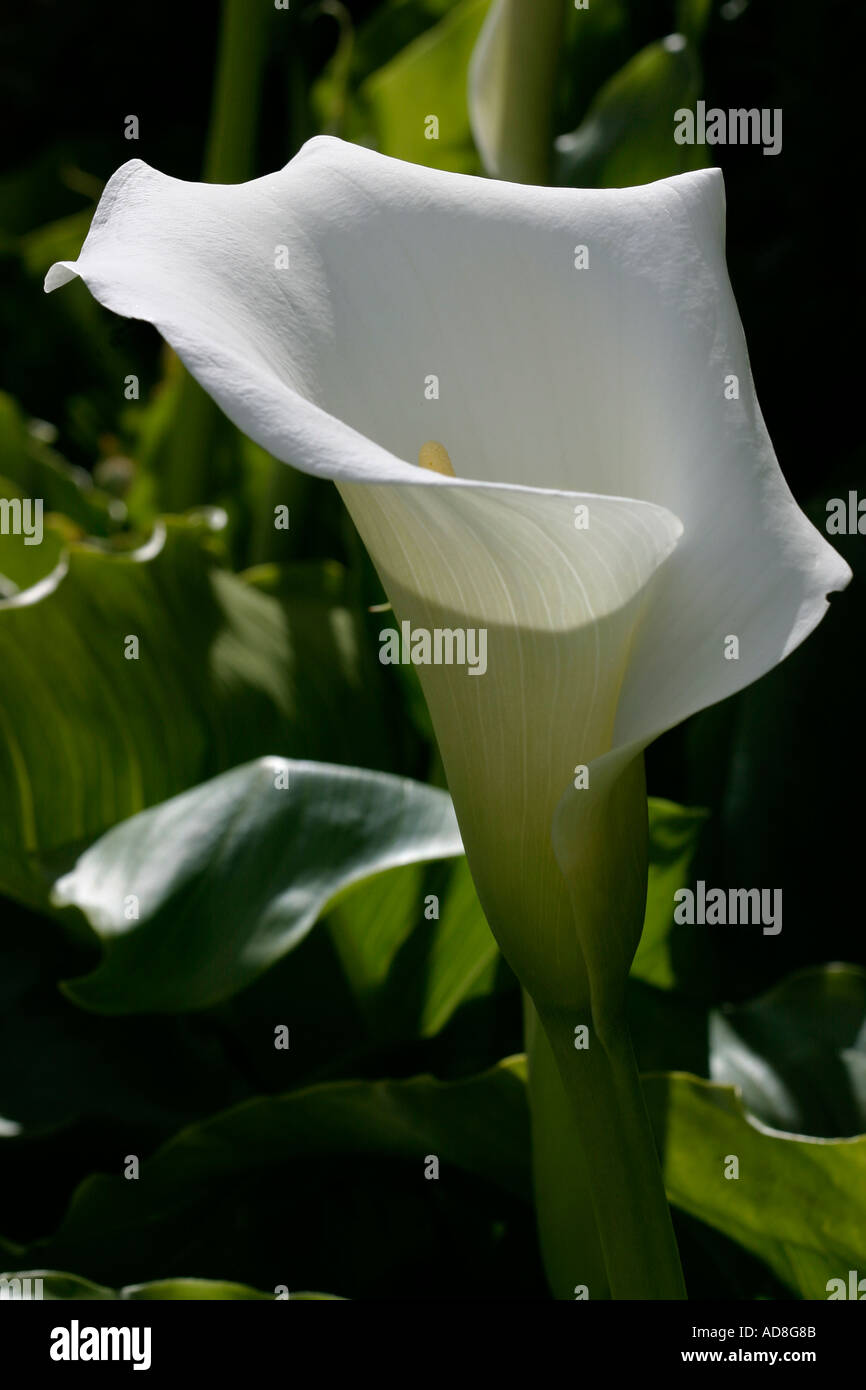 A single calla lily flower unfolds in the bright afternoon sunshine No ...