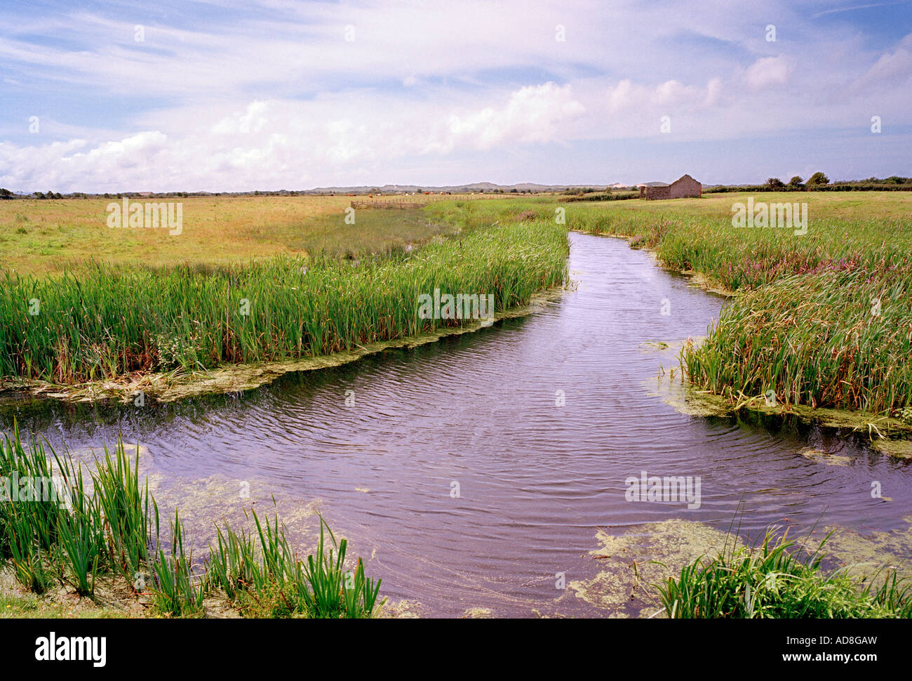 Braunton burrows Barnstaple, North Devon, England, UK Stock Photo - Alamy