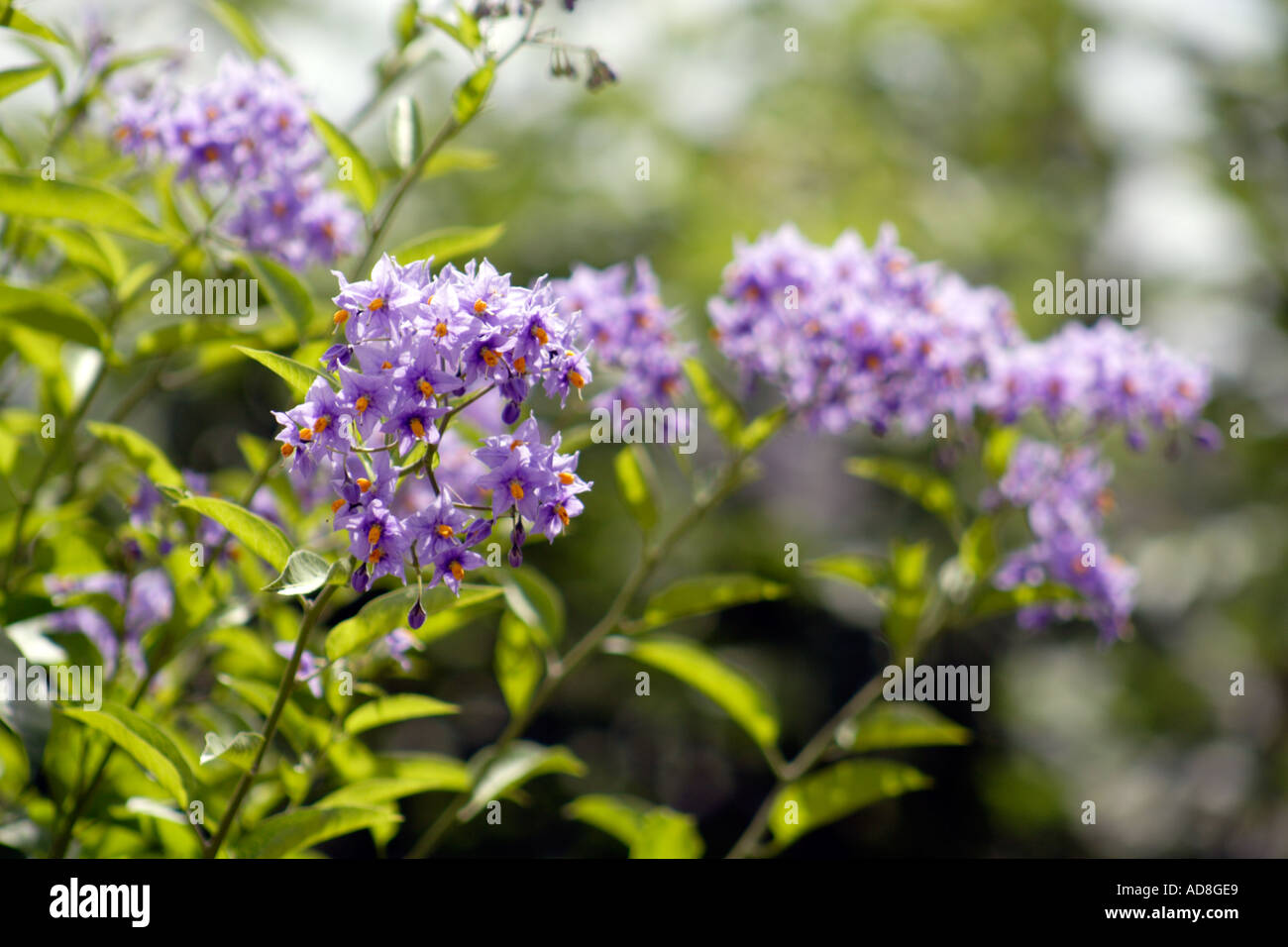 Climbing potato hi-res stock photography and images - Alamy