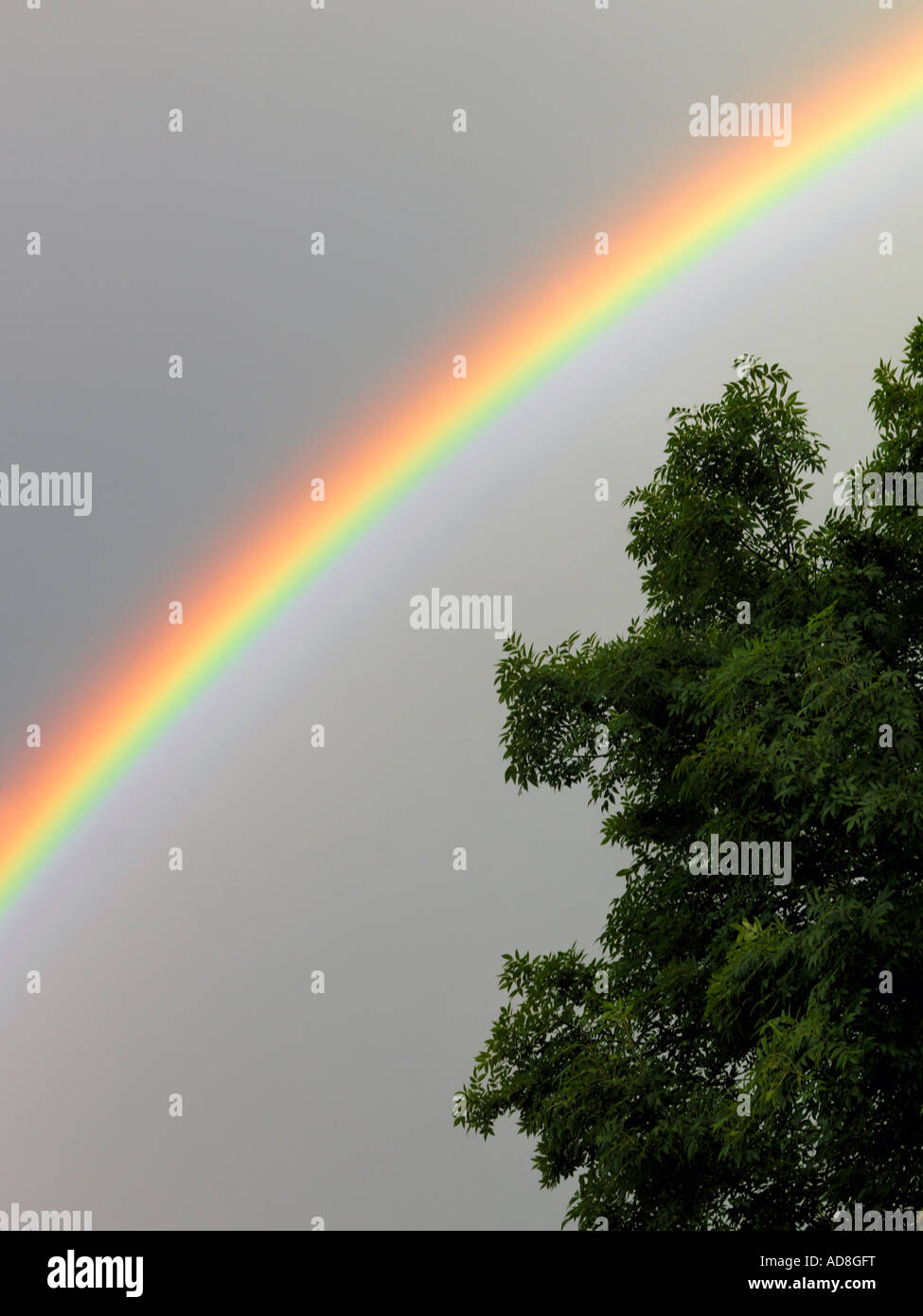 Rainbow and Tree Stock Photo - Alamy