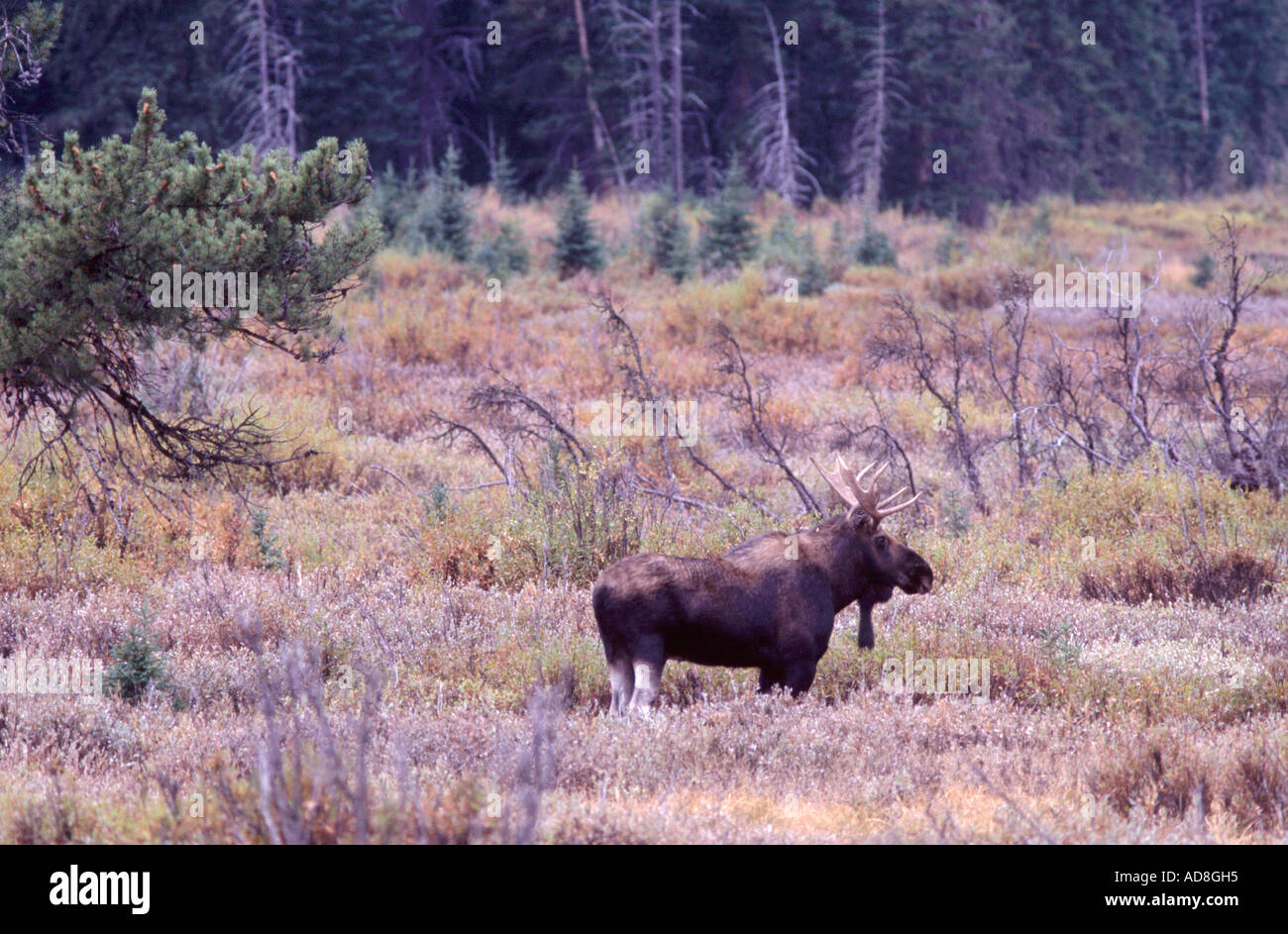 Moose bull in a swamp Stock Photo - Alamy
