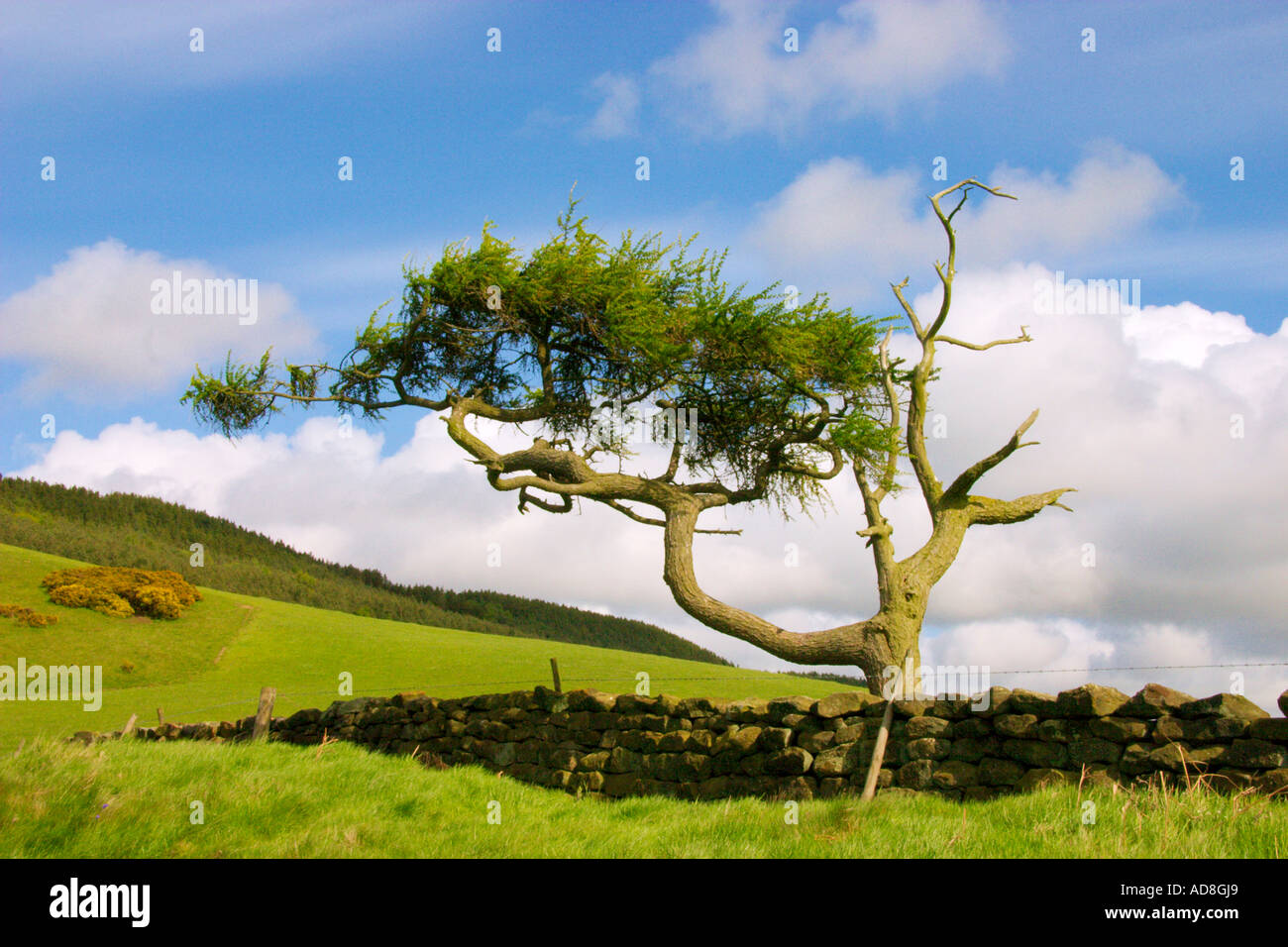 Windswept tree in grassland Stock Photo - Alamy