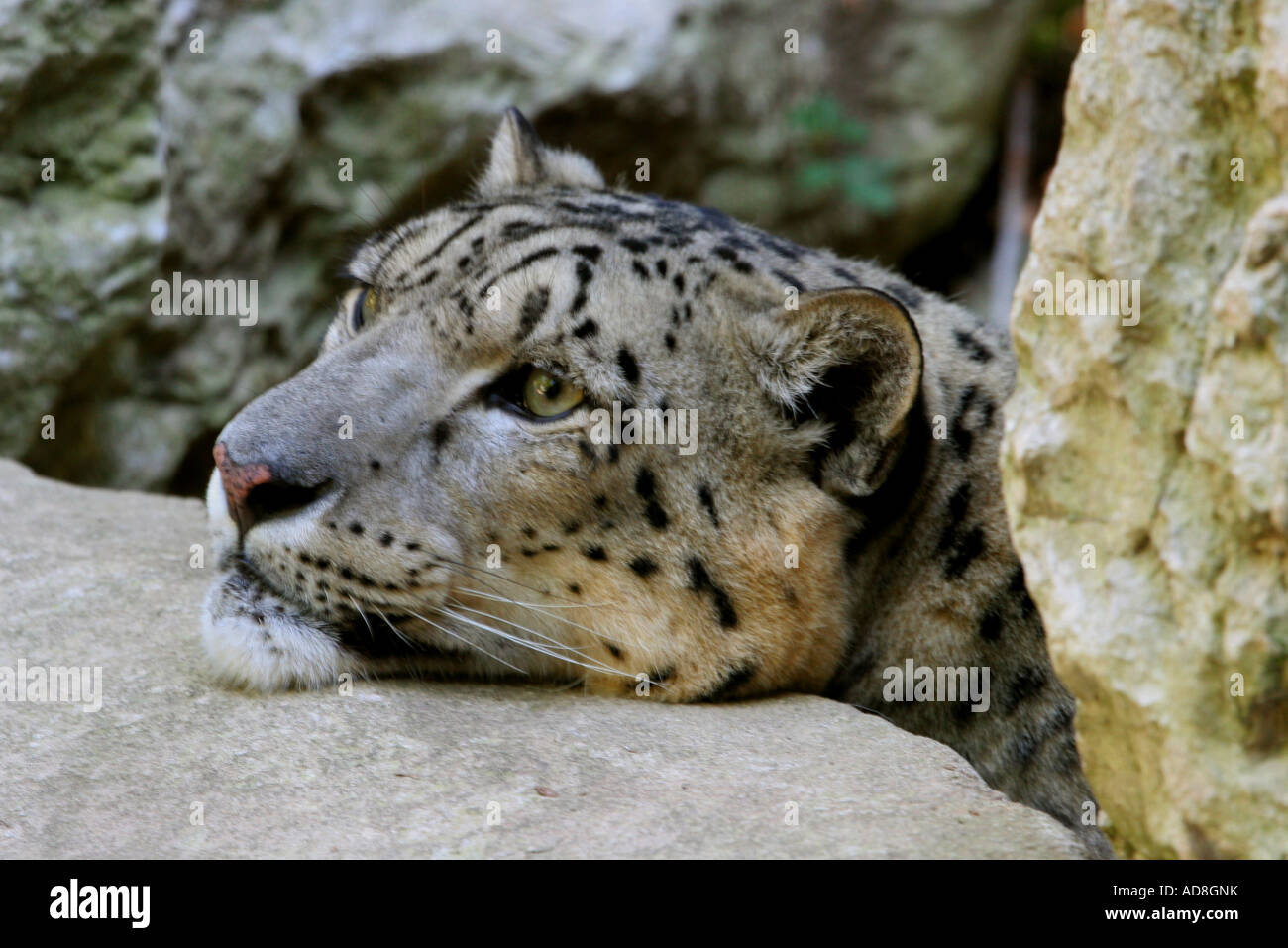 Snowleopard hi-res stock photography and images - Alamy
