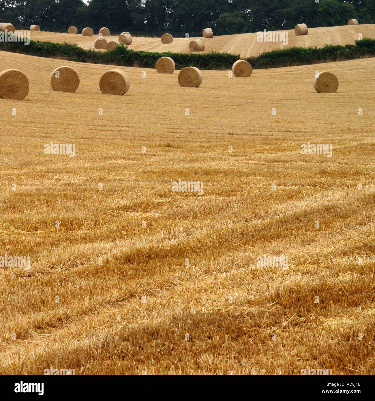 Cornfield in Summer after Harvest England UK Stock Photo - Alamy