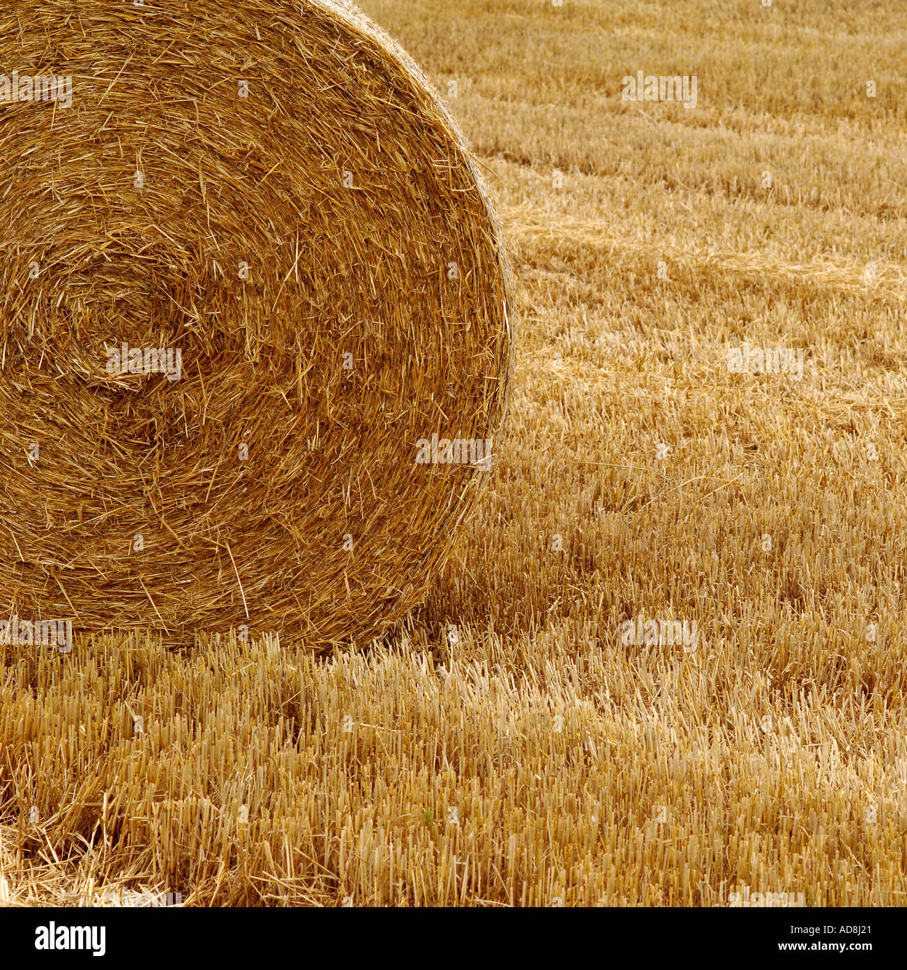 Cornfield in Summer after Harvest England UK Stock Photo - Alamy