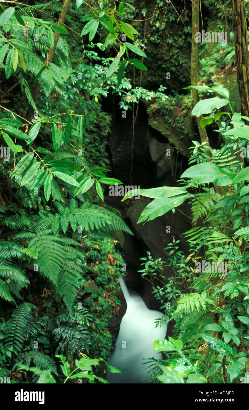 Titou gorge, rainforest Stock Photo - Alamy