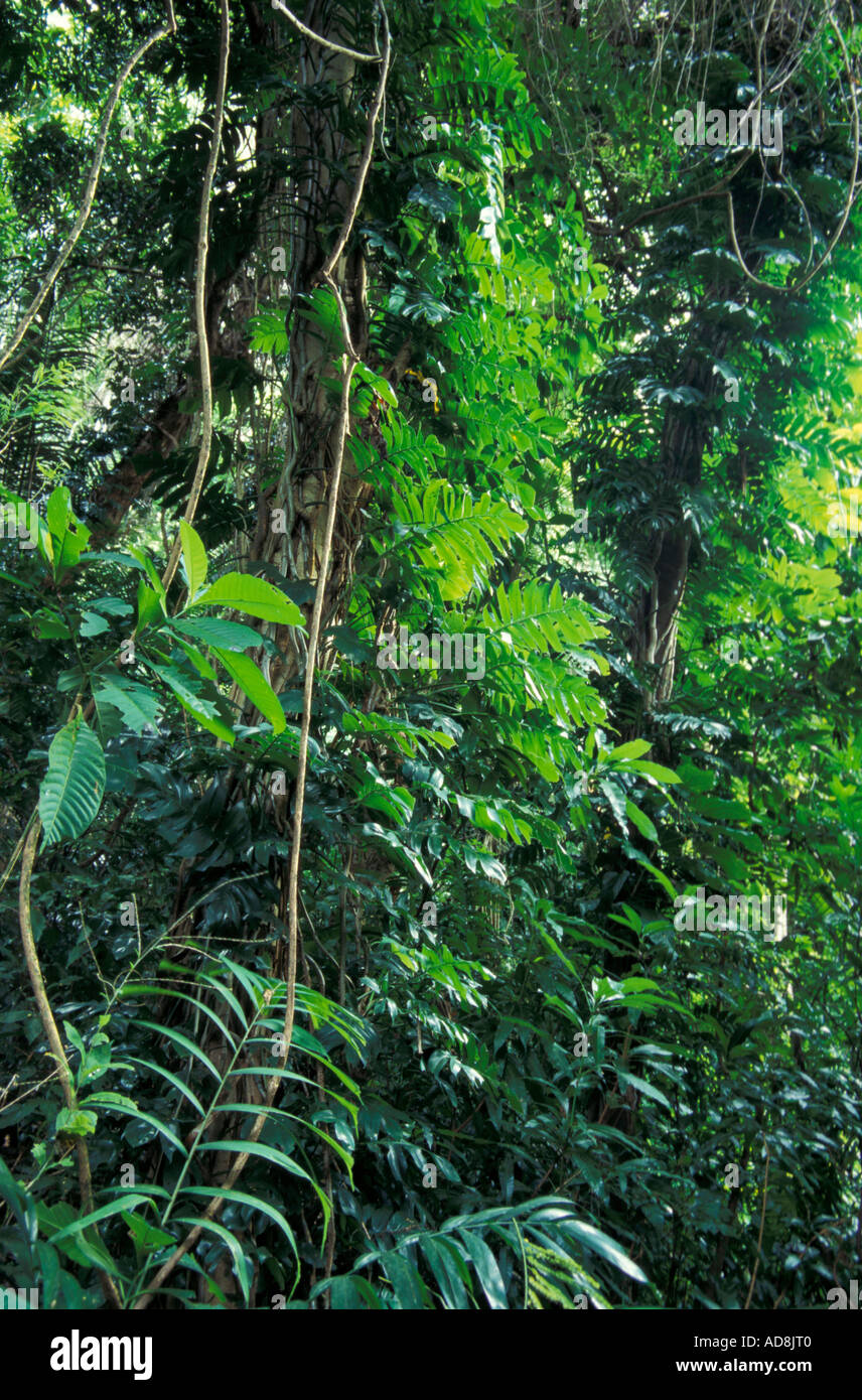 Lianes hi-res stock photography and images - Alamy