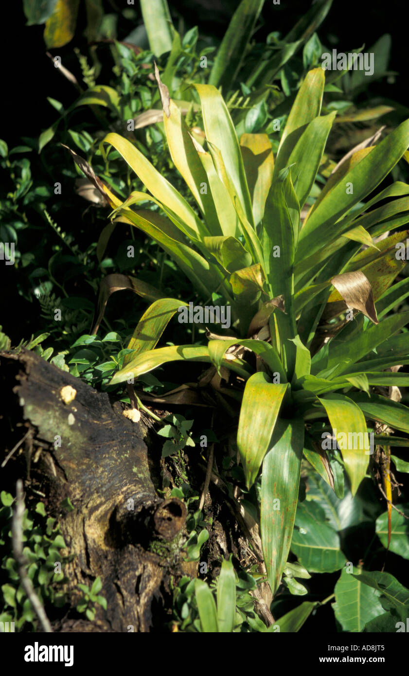 Bromelia rainforest hi-res stock photography and images - Alamy