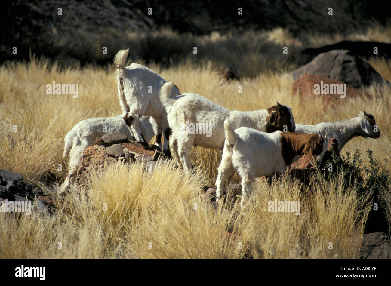 Caracul hi-res stock photography and images - Alamy