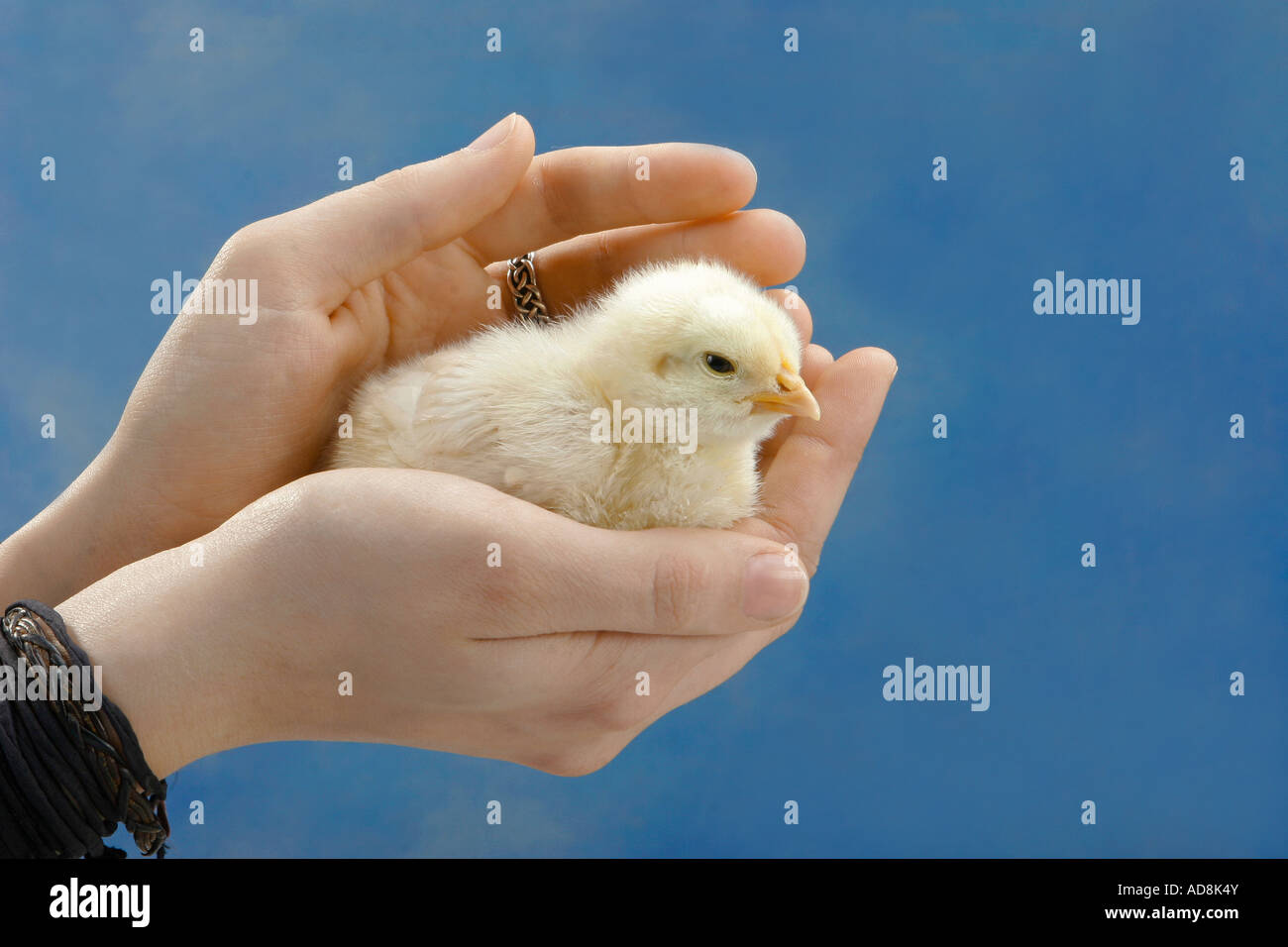 Human hens Cut Out Stock Images & Pictures - Alamy