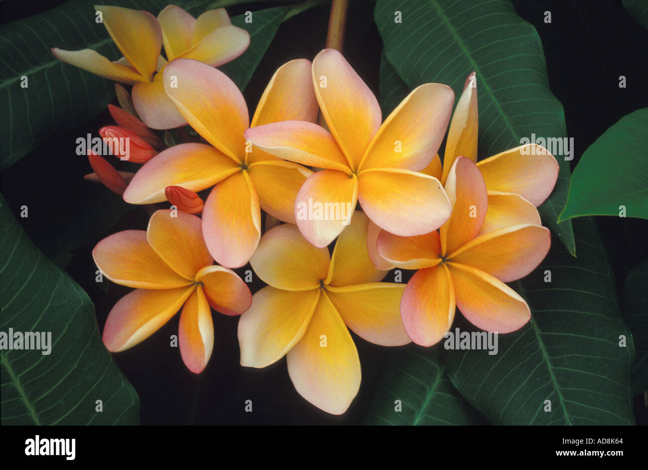 Frangipani apocynacae hi-res stock photography and images - Alamy