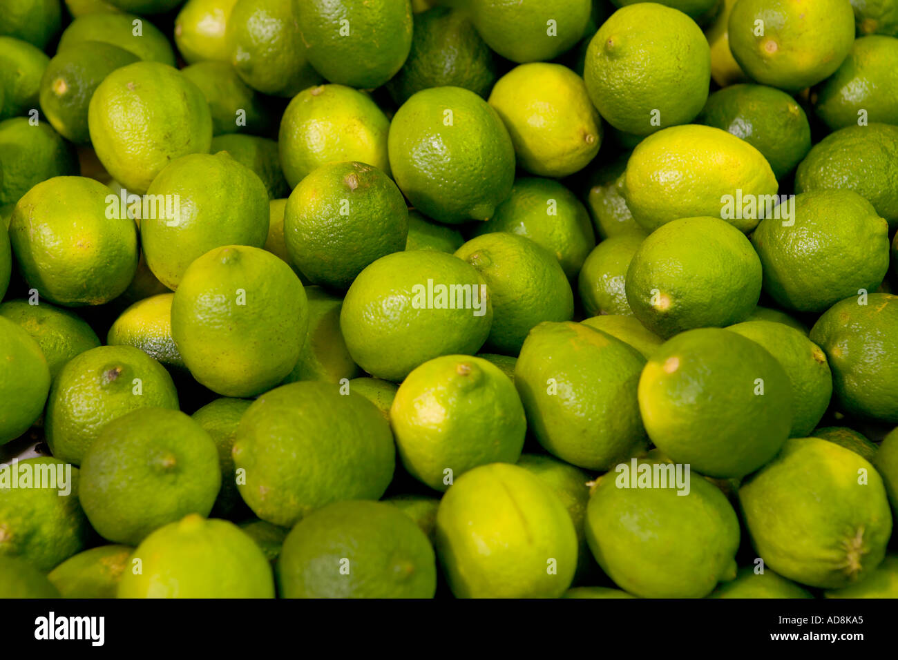 Limes Book Store at Merrill Lavallee blog