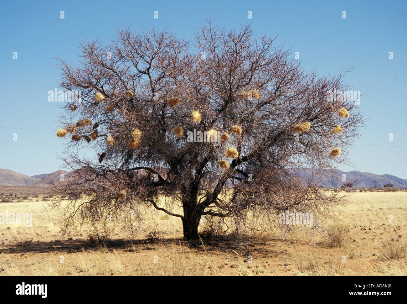 tree with small bird's nests Stock Photo - Alamy