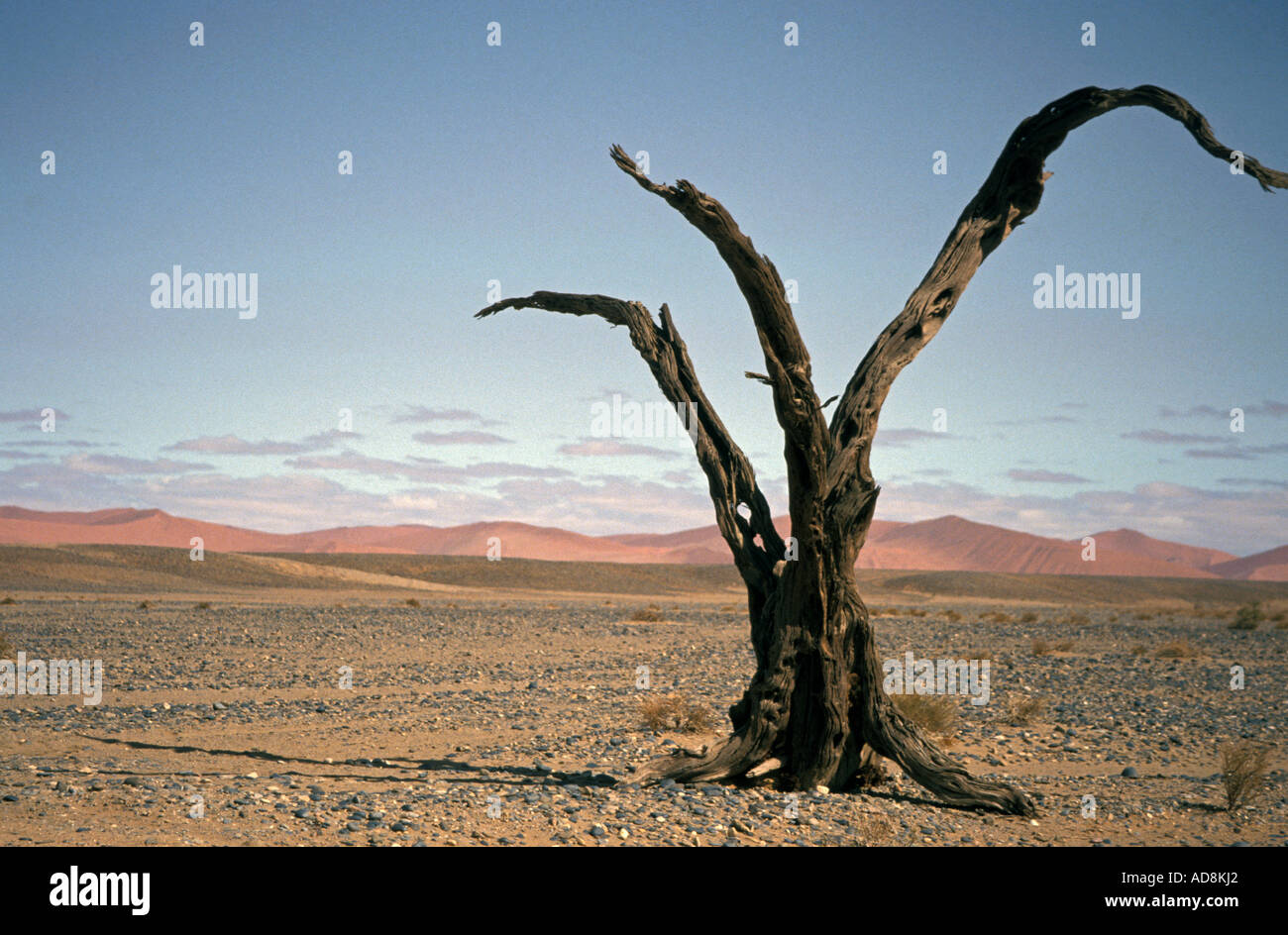 tree skeleton in the desert Stock Photo - Alamy
