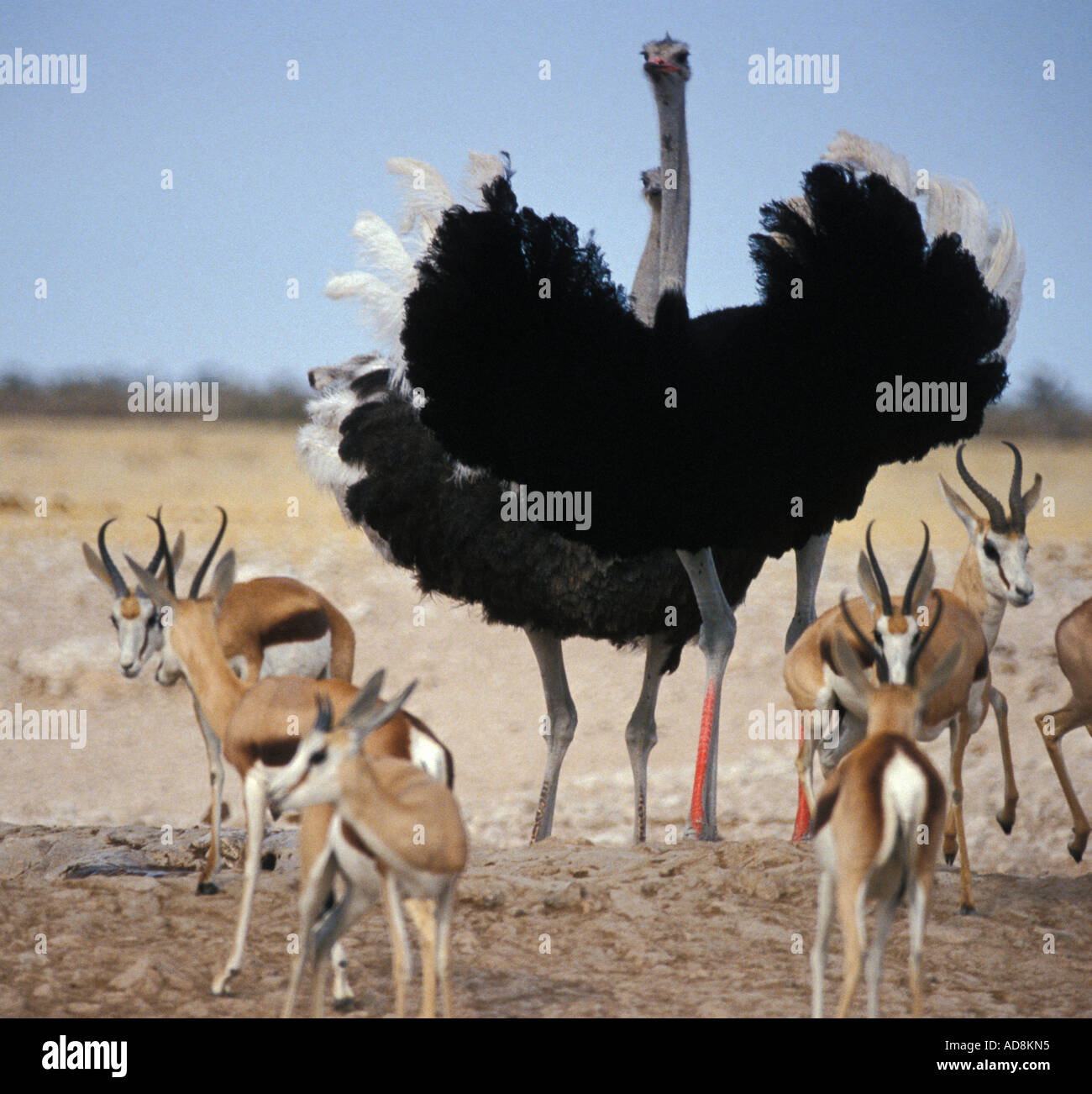 Antelopes body hi-res stock photography and images - Alamy