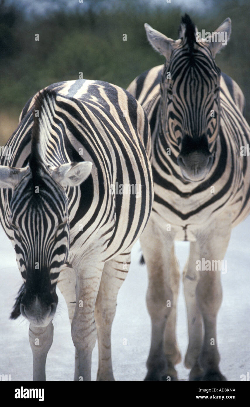 pair of zebras Stock Photo - Alamy