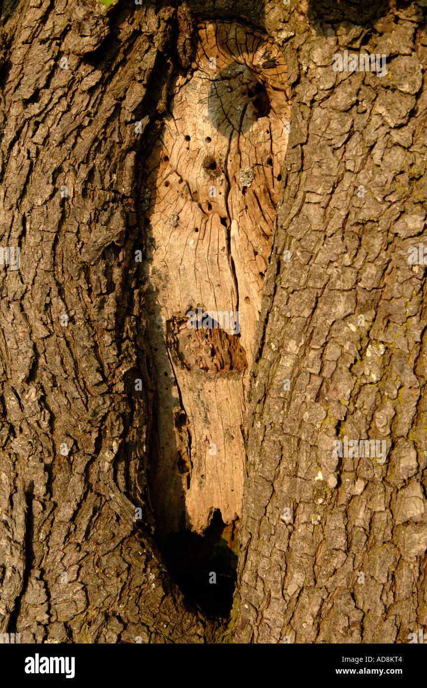Pear log hi-res stock photography and images - Alamy