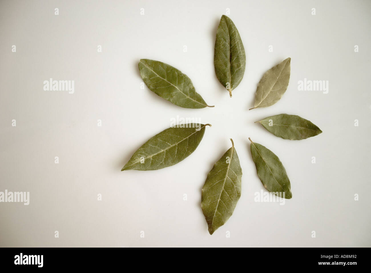 bay leaves on a white background Stock Photo - Alamy