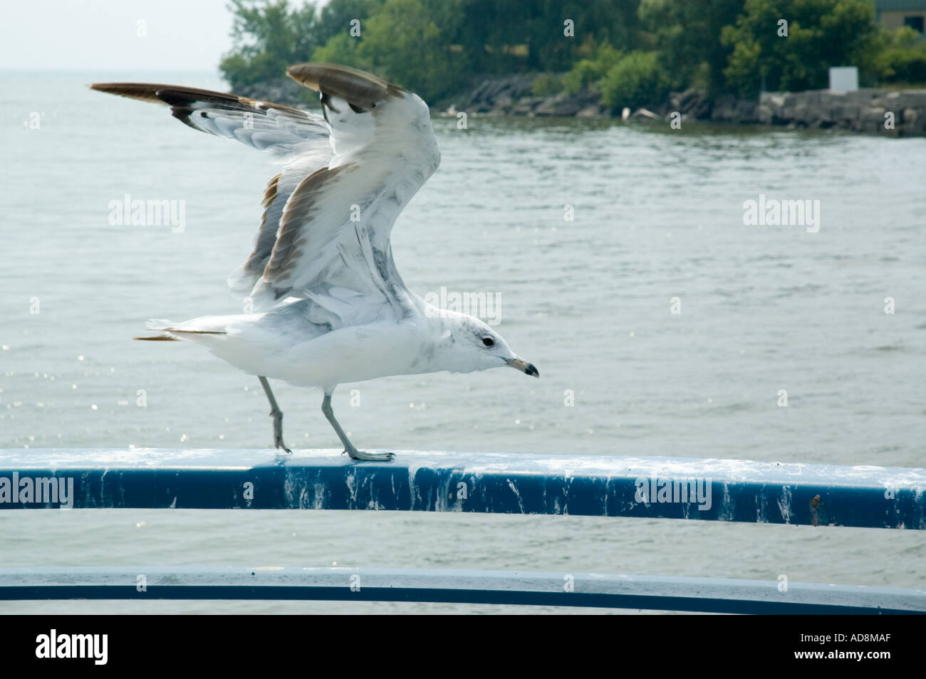 Seagull taking off to flight from railing Stock Photo - Alamy