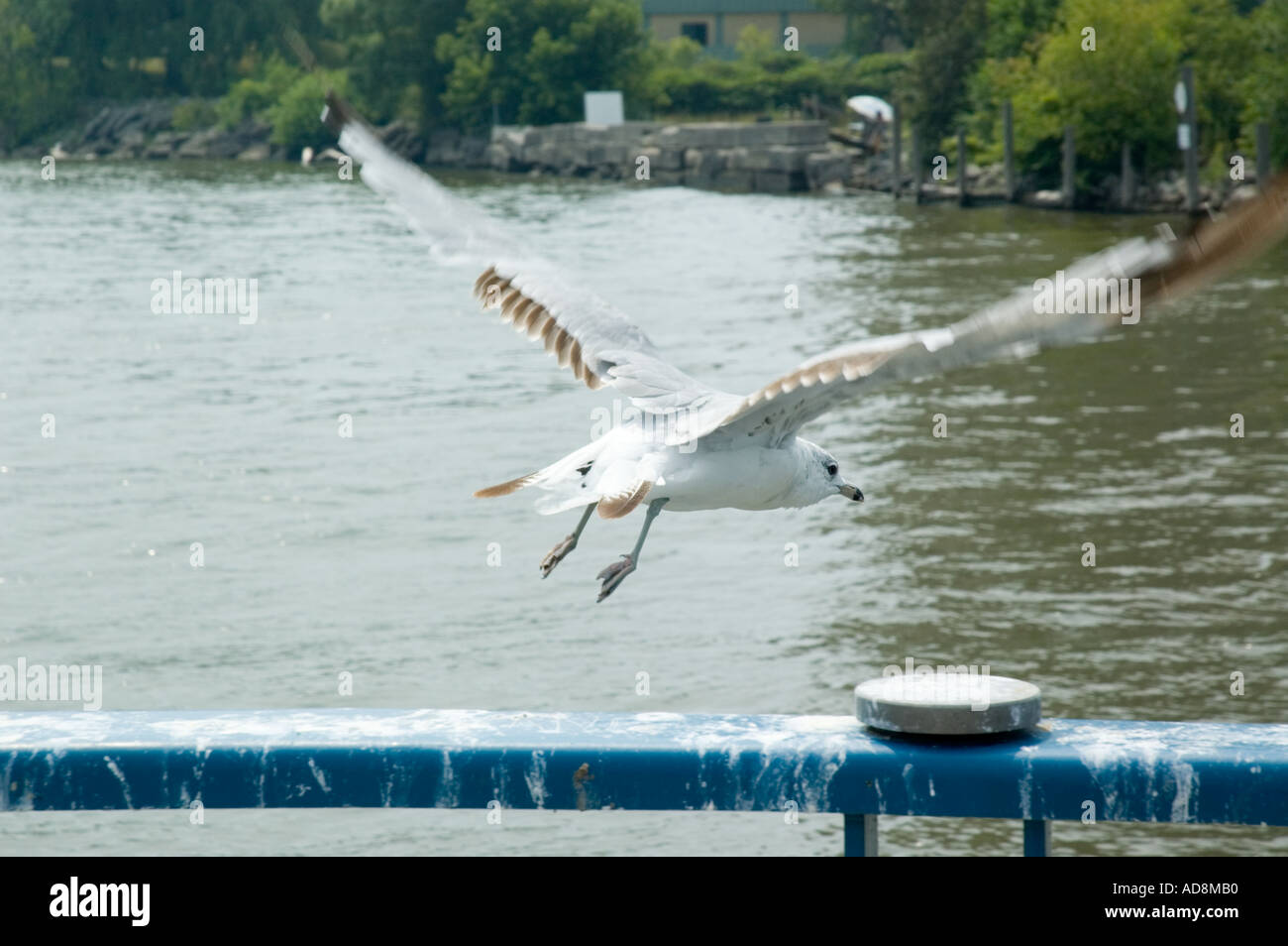 Seagull taking off to flight from railing Stock Photo - Alamy