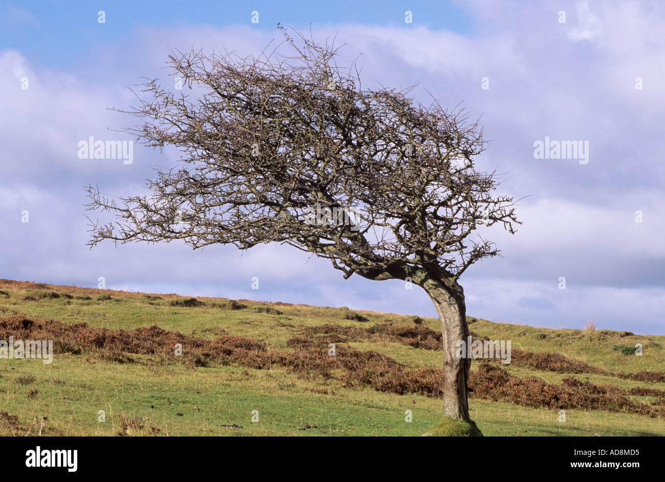 Windblown rain hi-res stock photography and images - Alamy