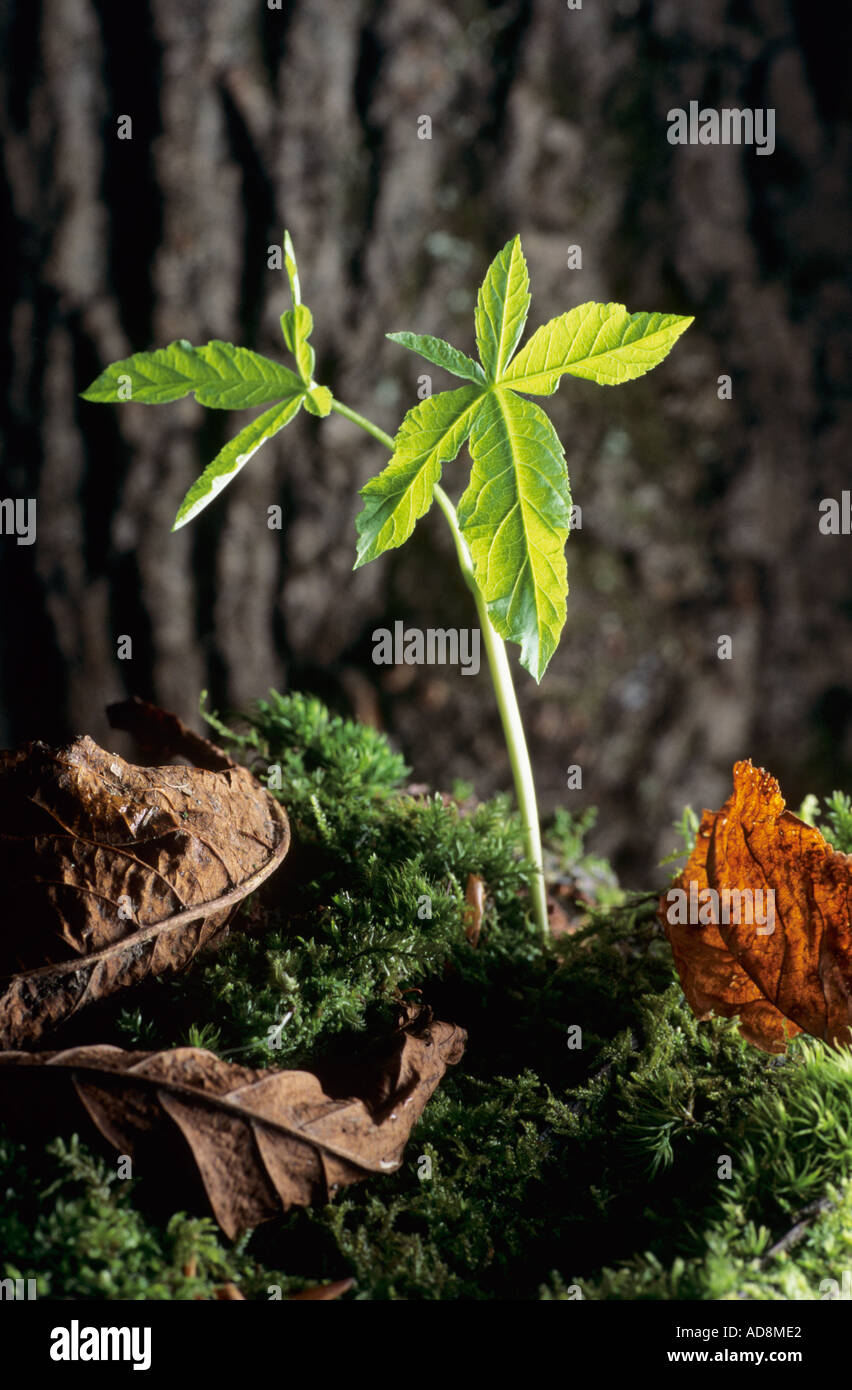 Horse chestnut tree seedling Stock Photo - Alamy