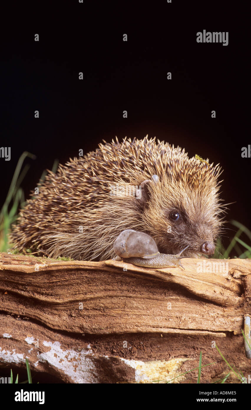 The hedgehog slug hi-res stock photography and images - Alamy