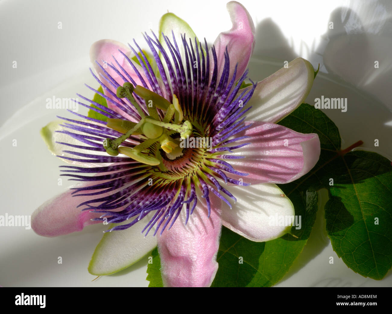 Profile of lavender passion flower Stock Photo - Alamy