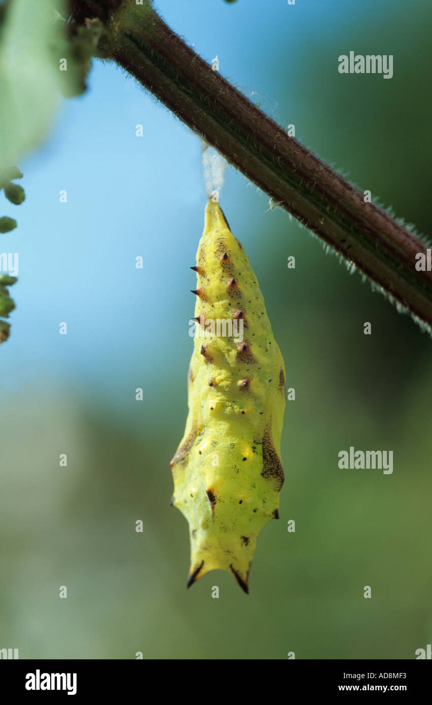 Chrysalid hi-res stock photography and images - Alamy