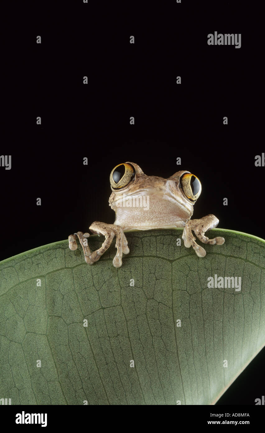 Frog looking over leaf Stock Photo - Alamy