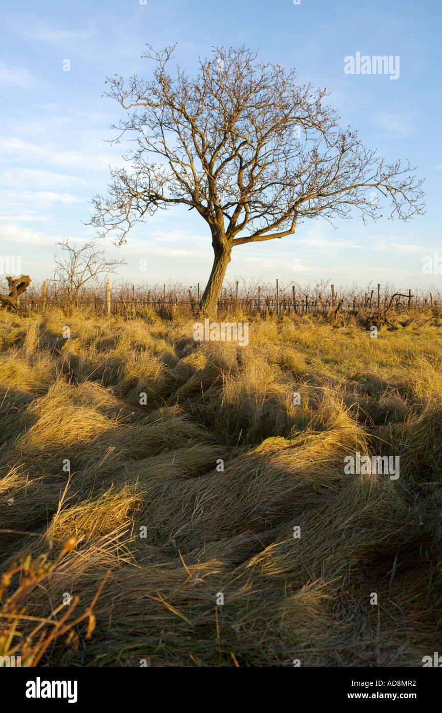 tree in a reed landscape Stock Photo - Alamy